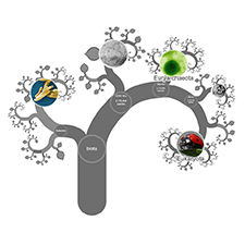 Onezoom - The Tree of Life